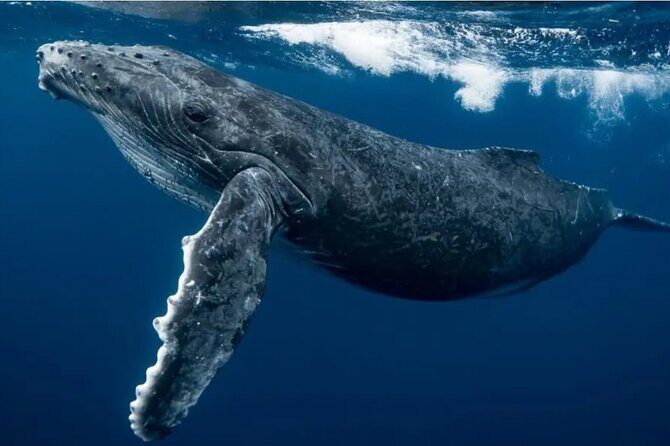 Swim with Whales in Gold Coast - What Travelers Can Expect