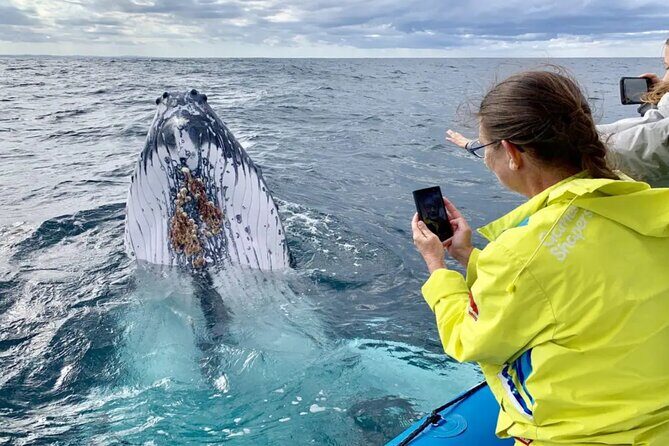 Swim with Whales in Gold Coast - Practical Details and Considerations