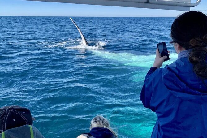 Swim with Whales in Gold Coast - Is This Tour Worth Your Time?