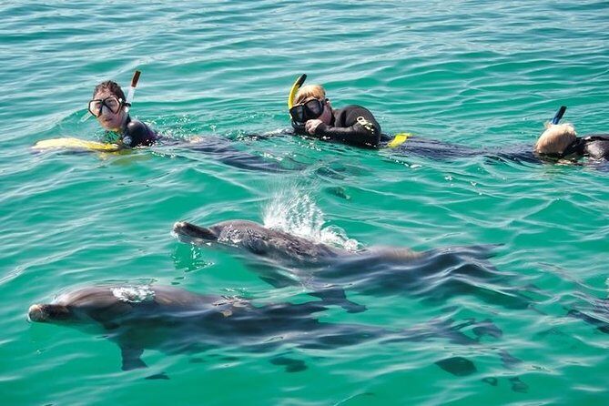Swim with Wild Dolphins Day Tour - What Travelers Are Saying