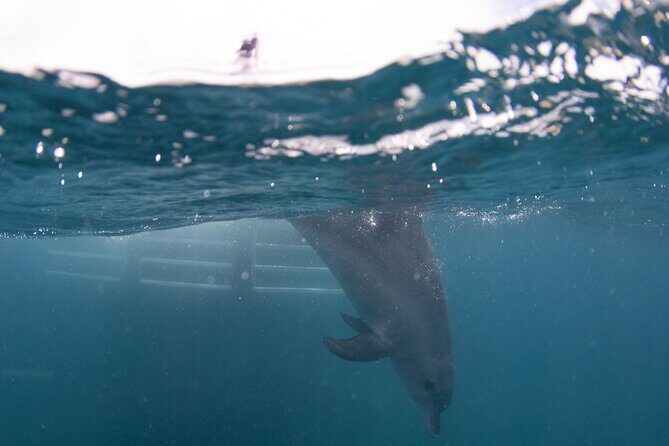 Swim with Wild Dolphins Day Tour - FAQ
