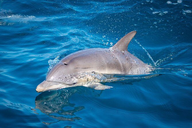 Swim With Wild Dolphins in Tauranga - The Sum Up: Who Will Love This Experience?