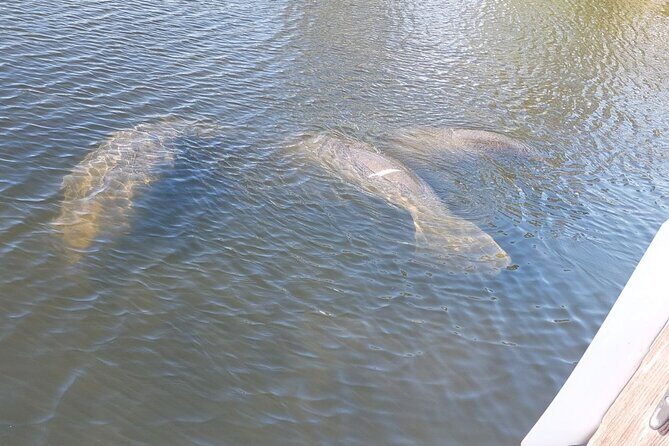Swimming in a Dolphin and Manatee Lagoon Boat Tour - A Closer Look at the Swimming in a Dolphin and Manatee Lagoon Boat Tour