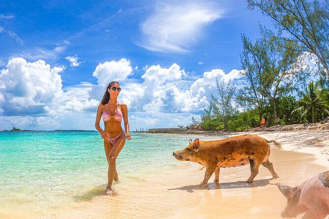 Swimming Pigs and Pearl Island Beach Escape - Transportation and Logistics