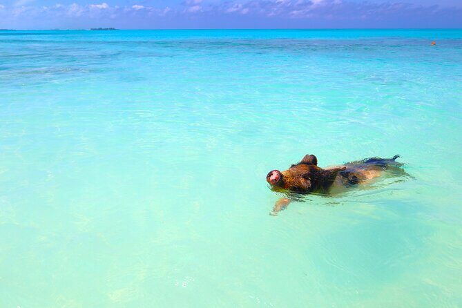 Swimming Pigs and Private Beach Club Escape - Final Thoughts