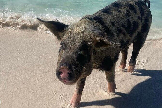 Swimming Pigs Encounter and Rose Island Beach Day Adventure - Key Points