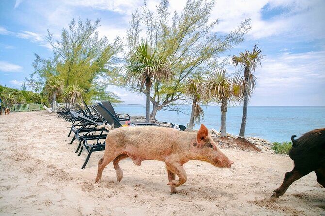 Swimming Pigs Of Rose Island & Beach Day - Group Tour - The Itinerary Breakdown