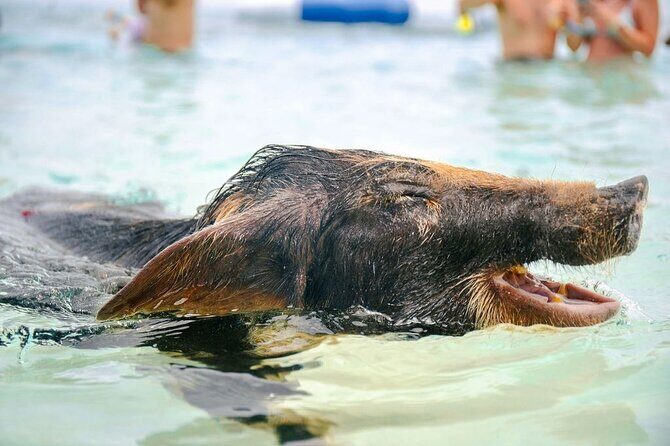 Swimming Pigs Of Rose Island & Beach Day - Group Tour - Practical Tips for Travelers