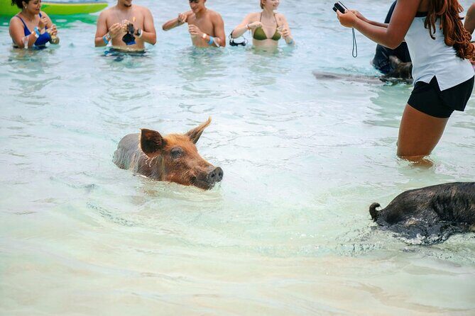Swimming Pigs Of Rose Island Water Taxi Nassau Bahamas - Analyzing the Value: Is It Worth It?