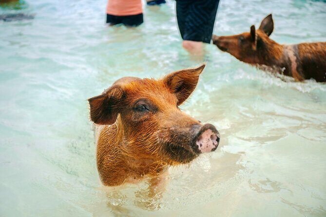 Swimming Pigs Of Rose Island Water Taxi Nassau Bahamas - Who Should Consider This Tour?