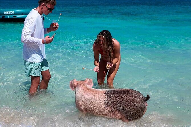 Swimming Pigs, Snorkeling and Beach Tour in Nassau Bahamas - The Value and Overall Experience