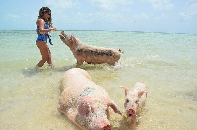 Swimming Pigs & Tour with Transportation to Rose Island - Food, Drinks, and Amenities