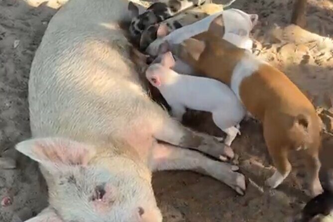 Swimming Pigs, Turtles & Reef Snorkel in Nassau-Champion Tours - What to Expect from the Nassau Excursion