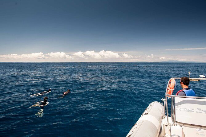 Swimming with Dolphins in Terceira Island - FAQs