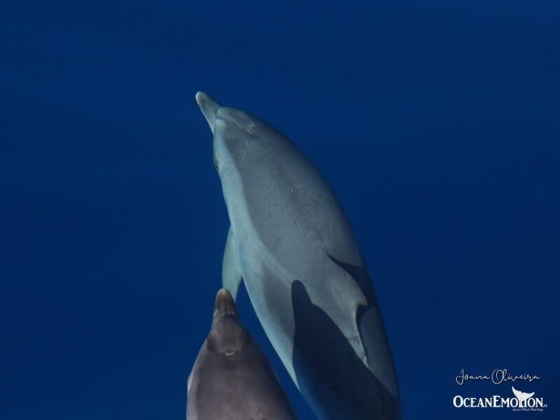Swimming with Dolphins in Terceira Island - The Sum Up