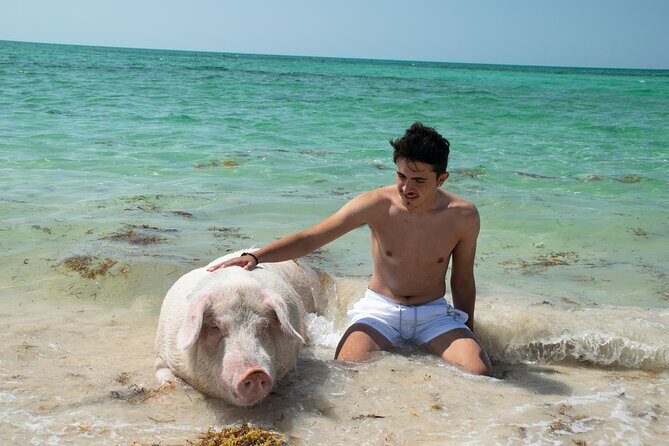 Swimming with Pigs in Nassau, Transportation Included - FAQ about the Nassau Swimming with Pigs Tour