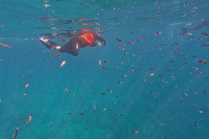 Swimming with sea lions in Isla Espiritu Santo, La Paz, Mexico - The Sum Up