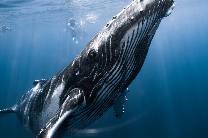 Swimming with Whales in Moorea (Half Day tour) - The Itinerary: What to Expect on Your Whale Adventure