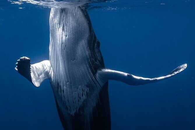 Swimming with Whales in Moorea (Half Day tour) - The Balance: What Could Be Better?