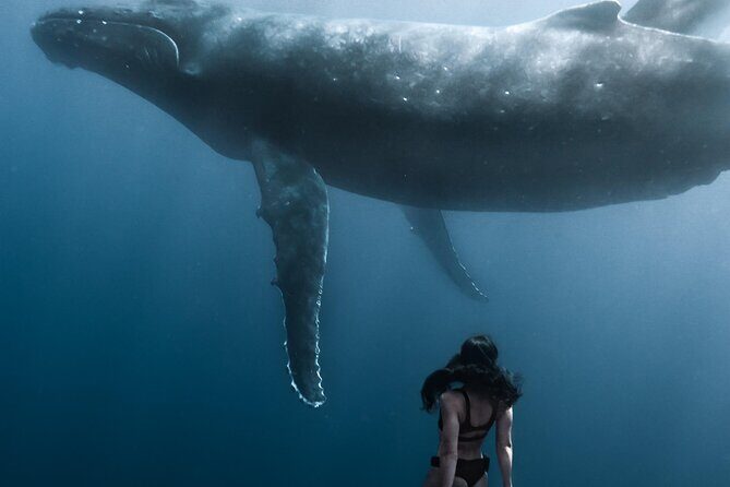 Swimming with Whales in Moorea (Half Day tour) - Who Is This Tour Best For?