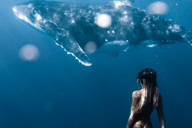 Swimming with Whales in Moorea (Half Day tour) - Frequently Asked Questions