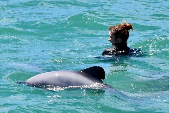 Swimming with Wild Dolphins in Akaroa - A Close Look at the Experience