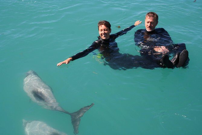 Swimming with Wild Dolphins in Akaroa - Frequently Asked Questions
