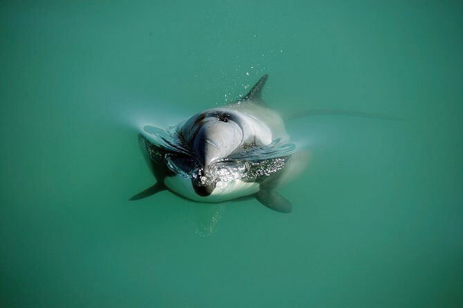 Swimming with Wild Dolphins in Akaroa - Final Thoughts