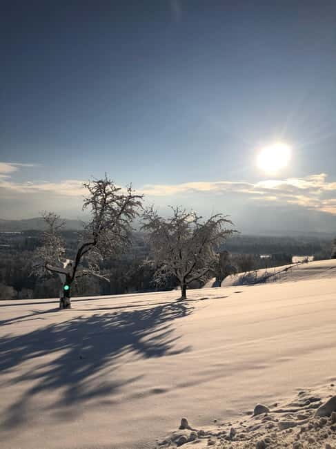 Swiss Highlights: Guided Zürich, Lucerne and Basel tour - Who Will Love This Tour?