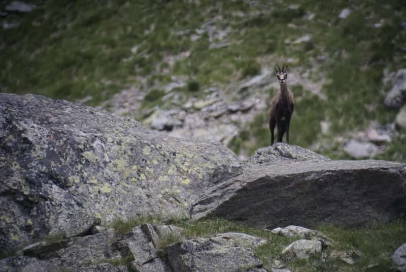 Switzerland: Private nature safari with local guide. Discover the Alps, lakes, and more. - Key Points