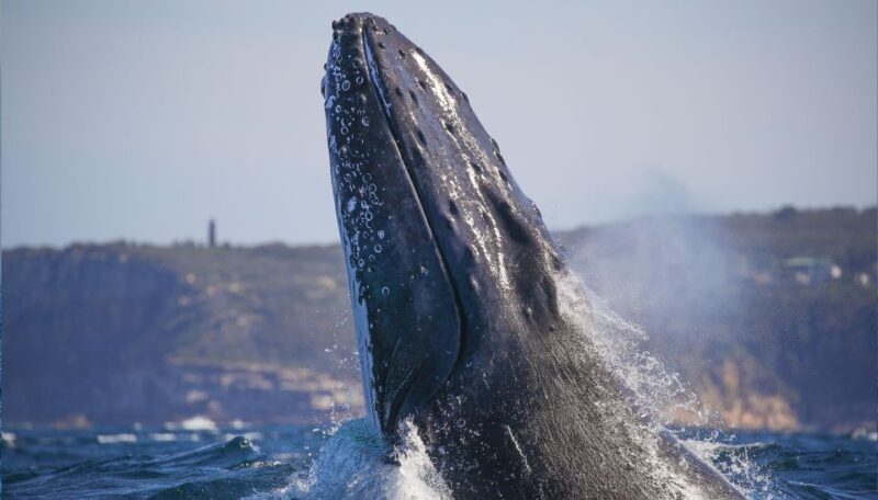 Sydney: 2.5-Hour Discovery Whale Watching Tour by Catamaran - Key Points