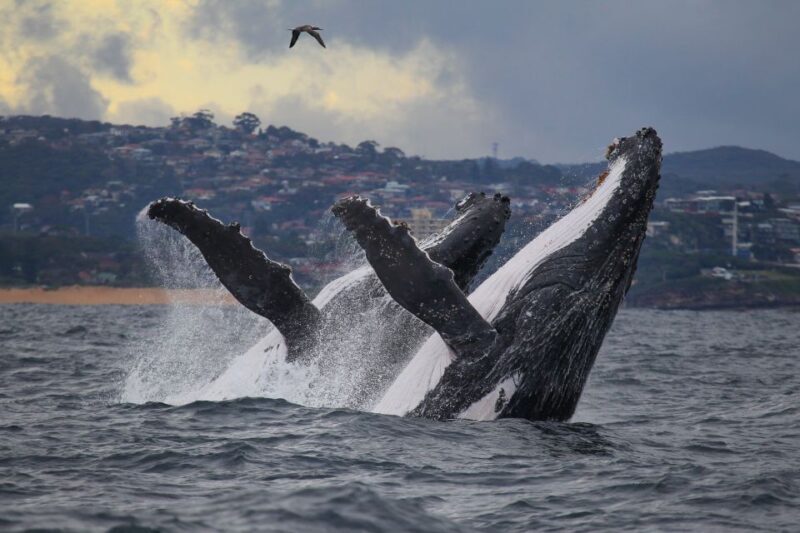 Sydney: 2.5-Hour Discovery Whale Watching Tour by Catamaran - The Downsides & Considerations