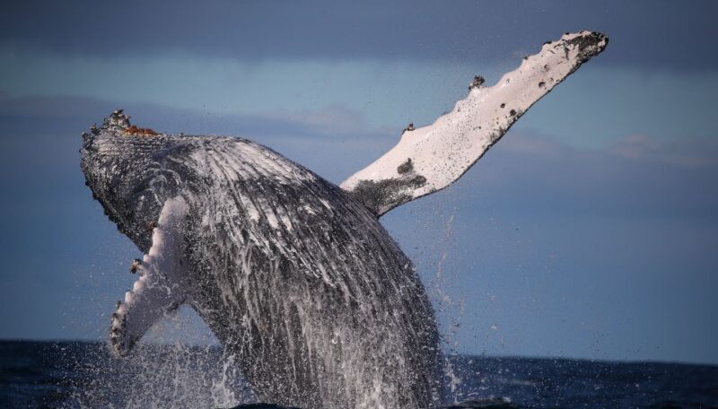 Sydney: 2.5-Hour Discovery Whale Watching Tour by Catamaran - Who Will Love This Experience?