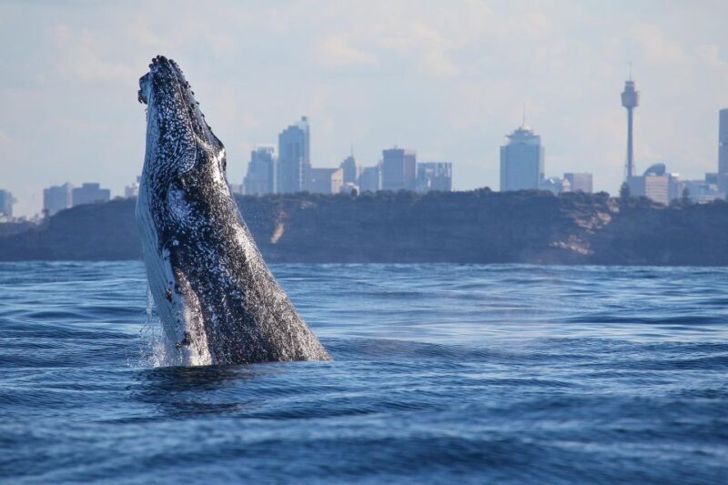 Sydney: 2.5-Hour Discovery Whale Watching Tour by Catamaran - Frequently Asked Questions
