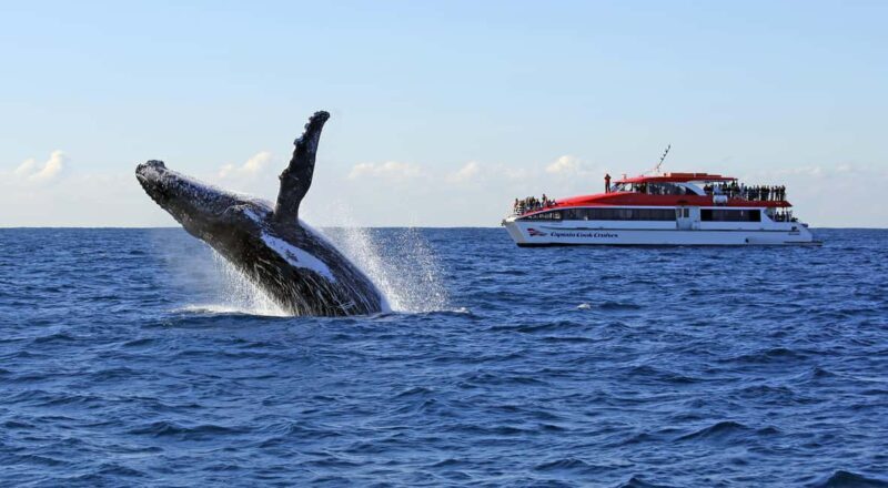 Sydney: 2.5-Hour Whale Watching & Wildlife Cruise - An Authentic Look at Sydney’s Whale Watching & Wildlife Cruise
