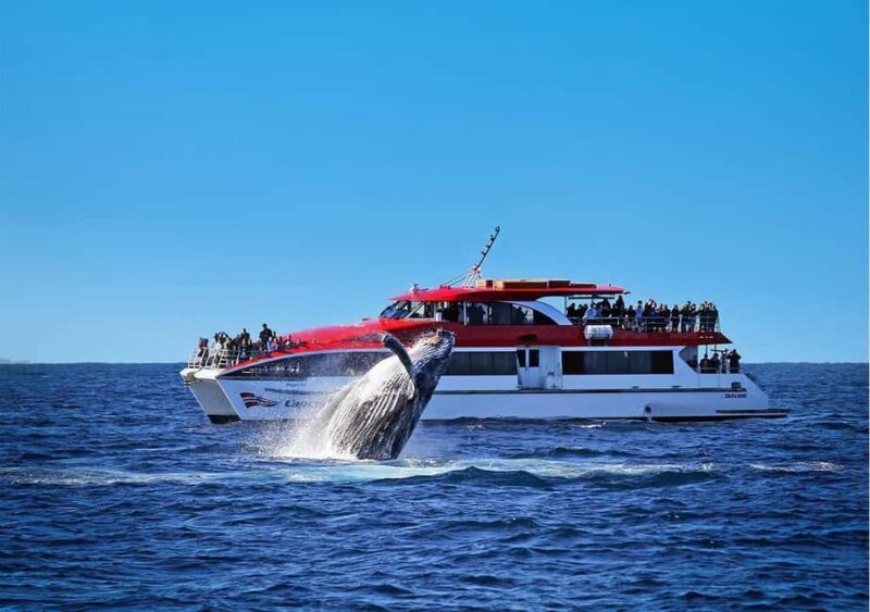 Sydney: 2.5-Hour Whale Watching & Wildlife Cruise - An Honest Breakdown of the Experience