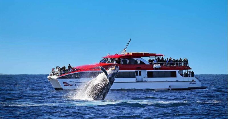 Sydney: 2.5-Hour Whale Watching & Wildlife Cruise - Authentic Traveler Feedback