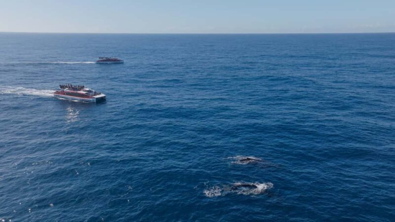 Sydney: 2.5-Hour Whale Watching & Wildlife Cruise - Final Thoughts: Is It Worth It?