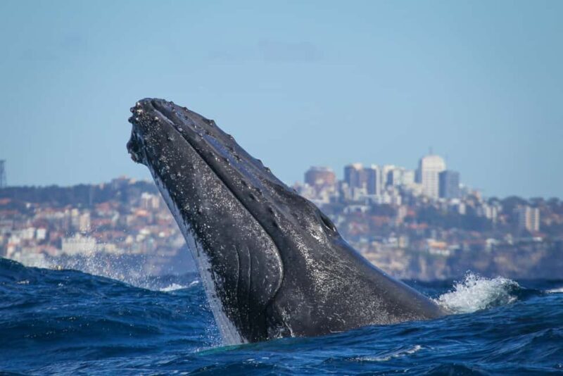 Sydney: 2-hour Express Whale Watching Cruise - How Value Is Created