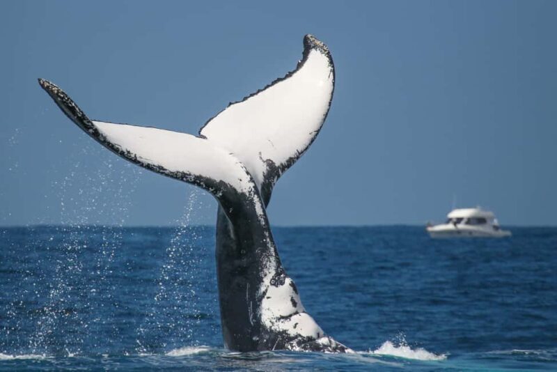 Sydney: 2-hour Express Whale Watching Cruise - The Experience for Different Types of Travelers