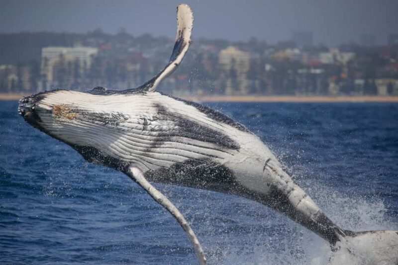 Sydney: 2-hour Express Whale Watching Cruise - The Sum Up: Who Is This Tour Best For?