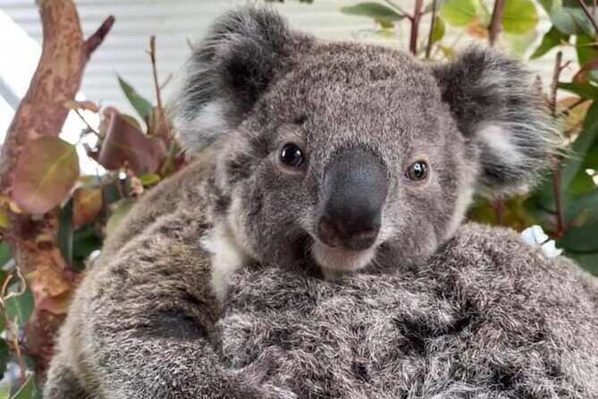 Sydney and Blue Mountains 2 Days Luxury Private Experience - Who Will Love This Tour?