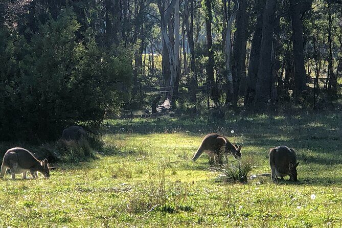 Sydney: Blue Mountains Day Tour with Wildlife Park & Waterfalls - FAQ
