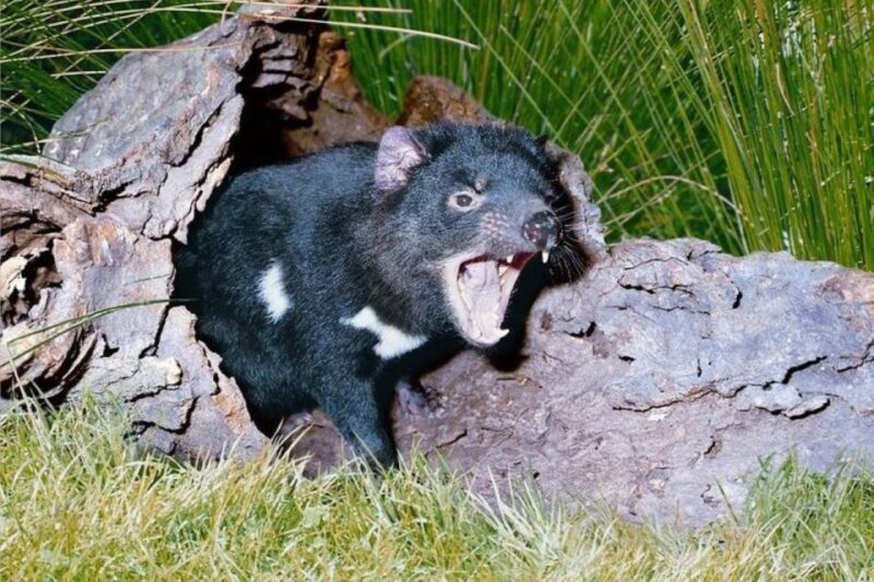 Sydney: Blue Mountains & Featherdale Wildlife Park Day Trip - A Well-Rounded Itinerary Offering Depth and Flexibility