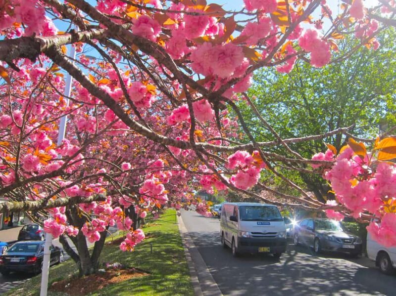 Sydney: Blue Mountains Half Day Scenic World & Lookout Tour - Final Thoughts: Who Should Go?