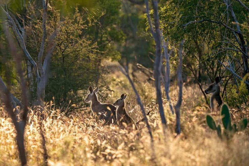Sydney: Blue Mountains Kangaroos, Wilderness and Sunset Tour - An Authentic Blue Mountains Experience in a Nutshell