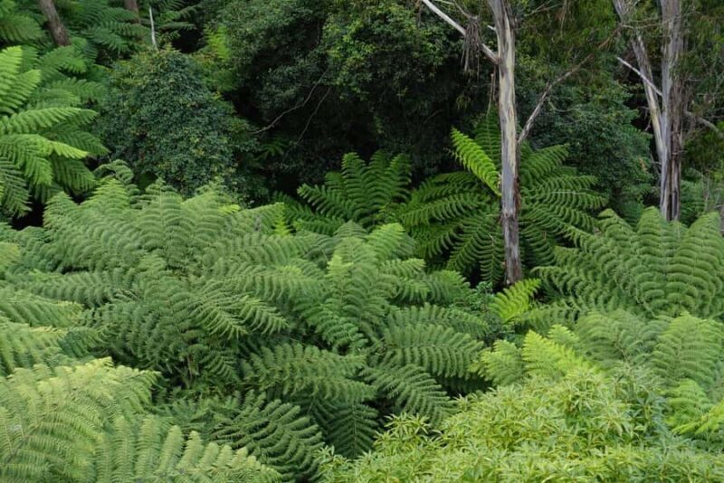 Sydney: Blue Mountains Private Wildlife Adventure Tour - Exploring the Blue Mountains: What to Expect