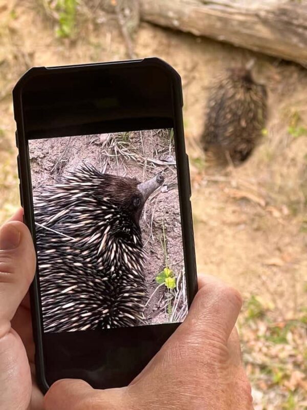 Sydney: Blue Mountains Private Wildlife Adventure Tour - Final Thoughts