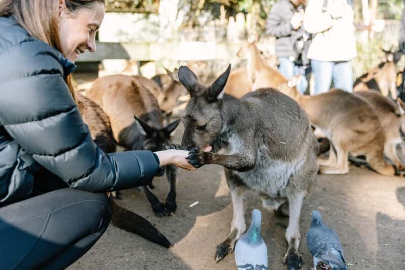Sydney: Blue Mountains Scenic World, Wildlife Park and Lunch - The Itinerary Breakdown
