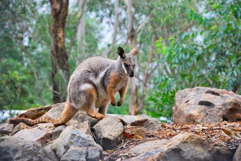 Sydney: Blue Mountains, Scenic World, & Wildlife Park Tour - FAQ
